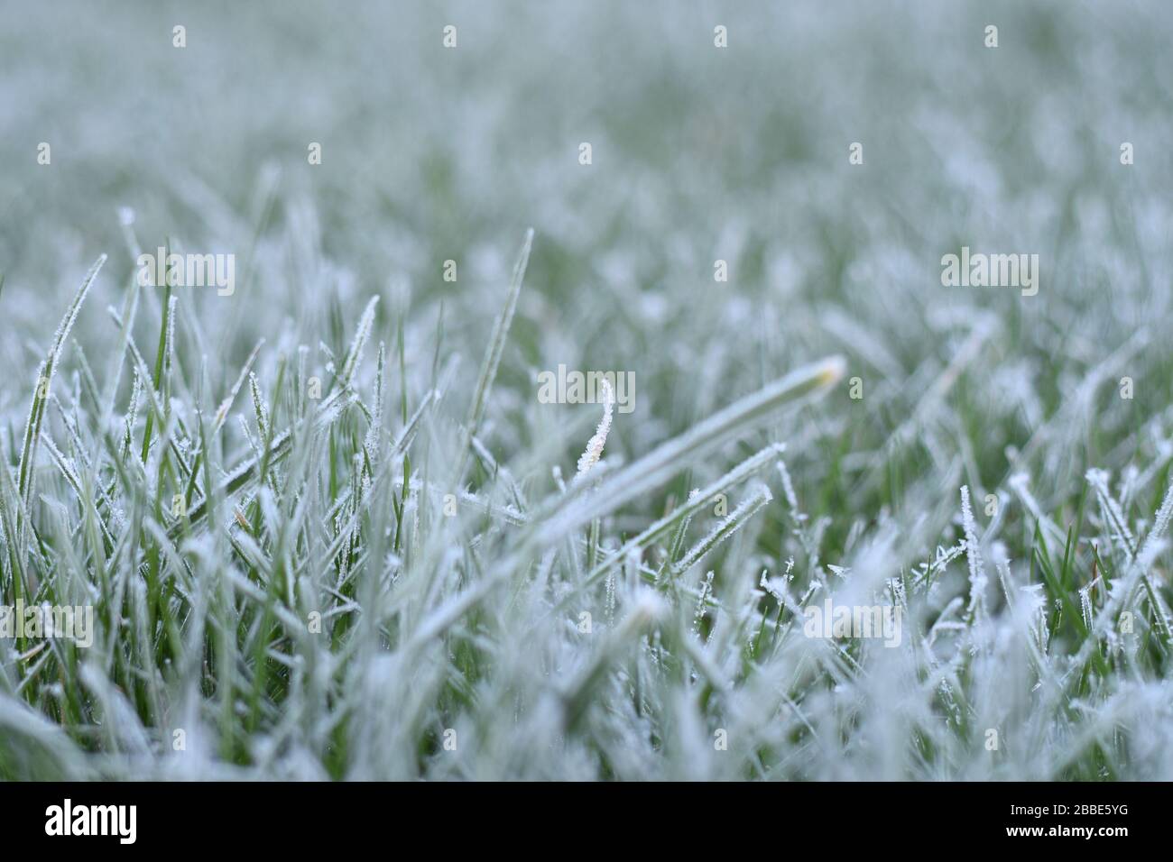Lawn frost hi-res stock photography and images - Alamy