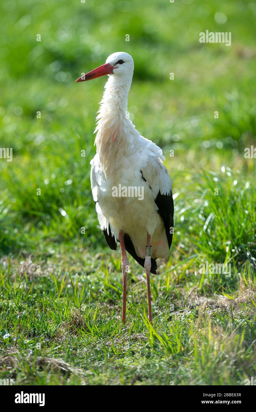 Loburg stork farm hi-res stock photography and images - Alamy