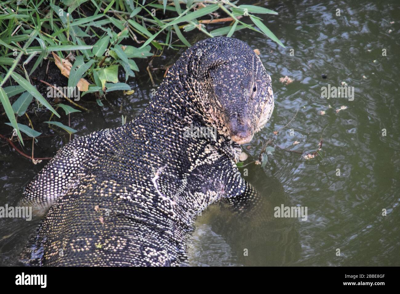 Large scaled water monitor hi-res stock photography and images - Alamy