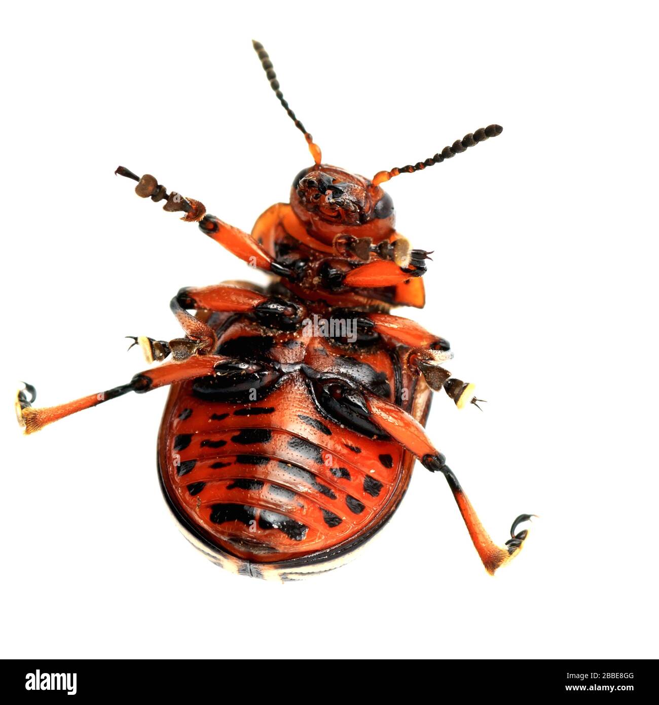 Comic colorado beetle on the isolated background Stock Photo - Alamy