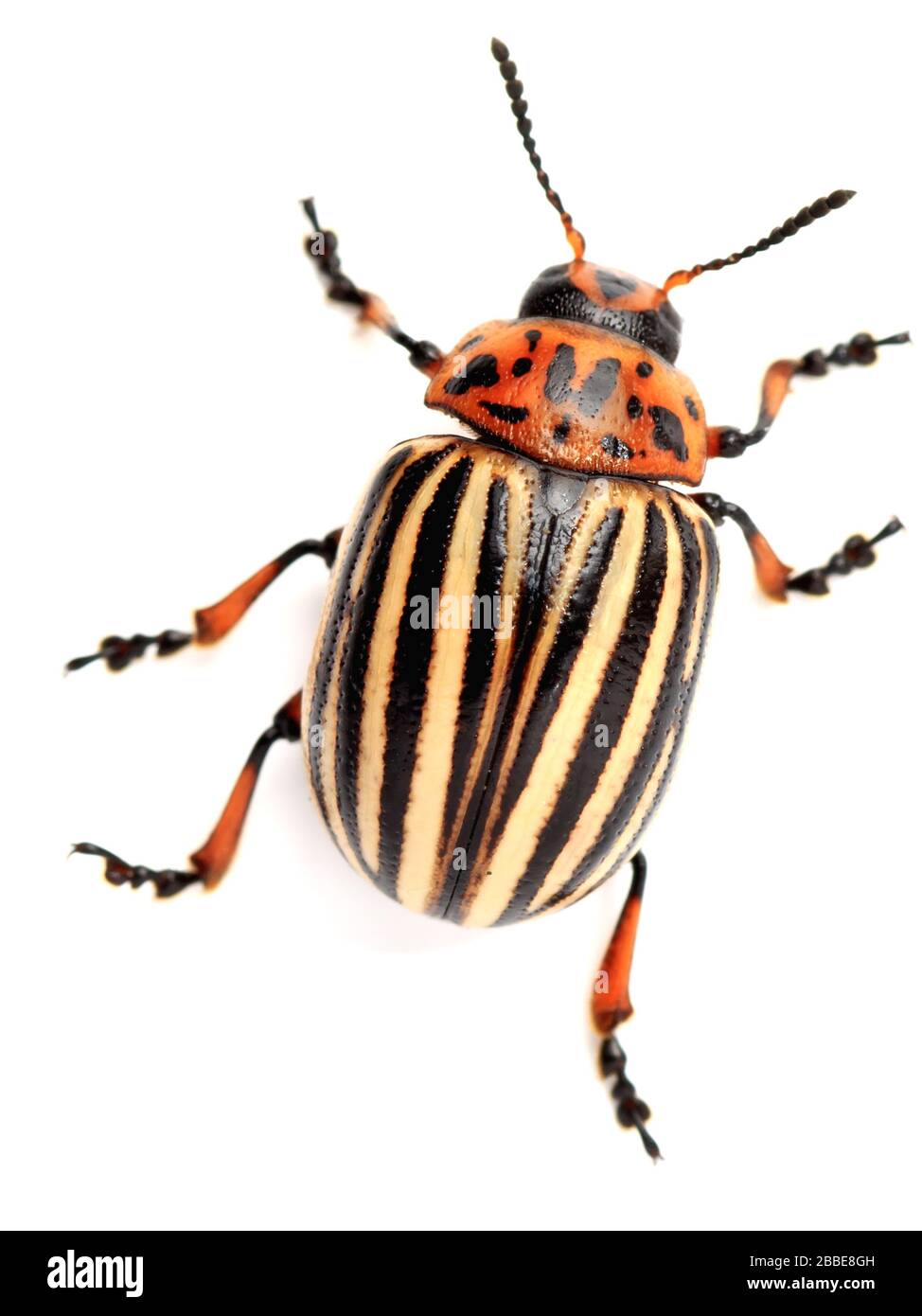 Colorado beetle on the isolated background Stock Photo - Alamy