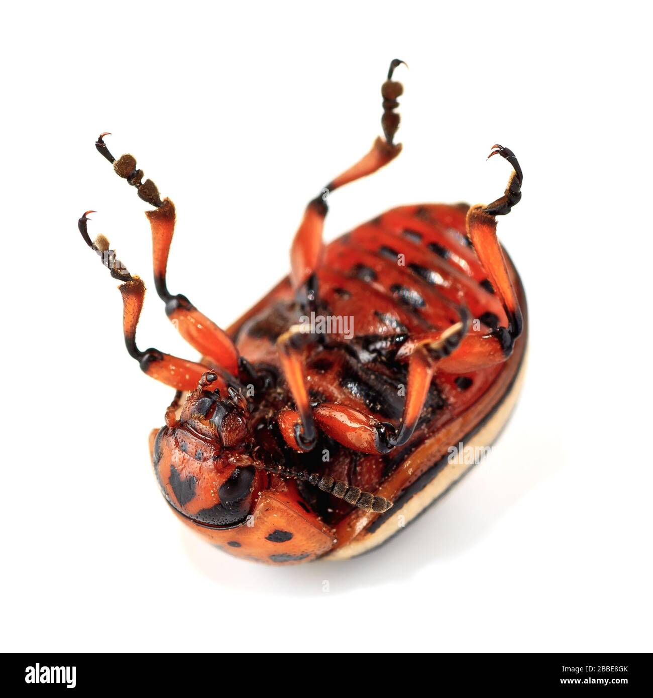 Dead colorado beetle on the isolated background Stock Photo - Alamy