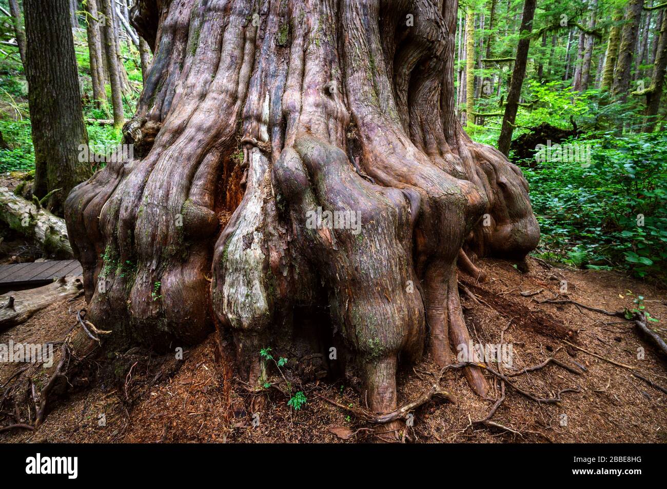 Avatar trees hi-res stock photography and images - Alamy