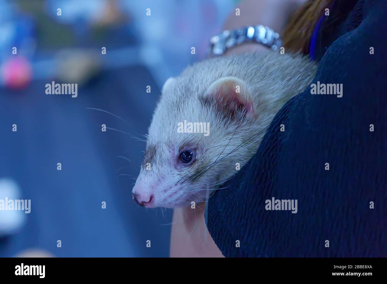 Happy ferret hi-res stock photography and images - Alamy