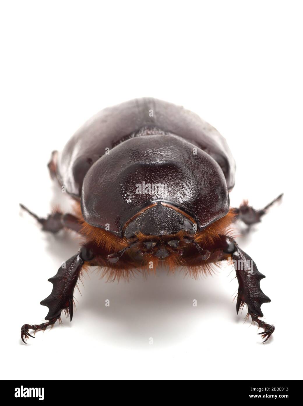 Big beetle on the isolated background Stock Photo - Alamy