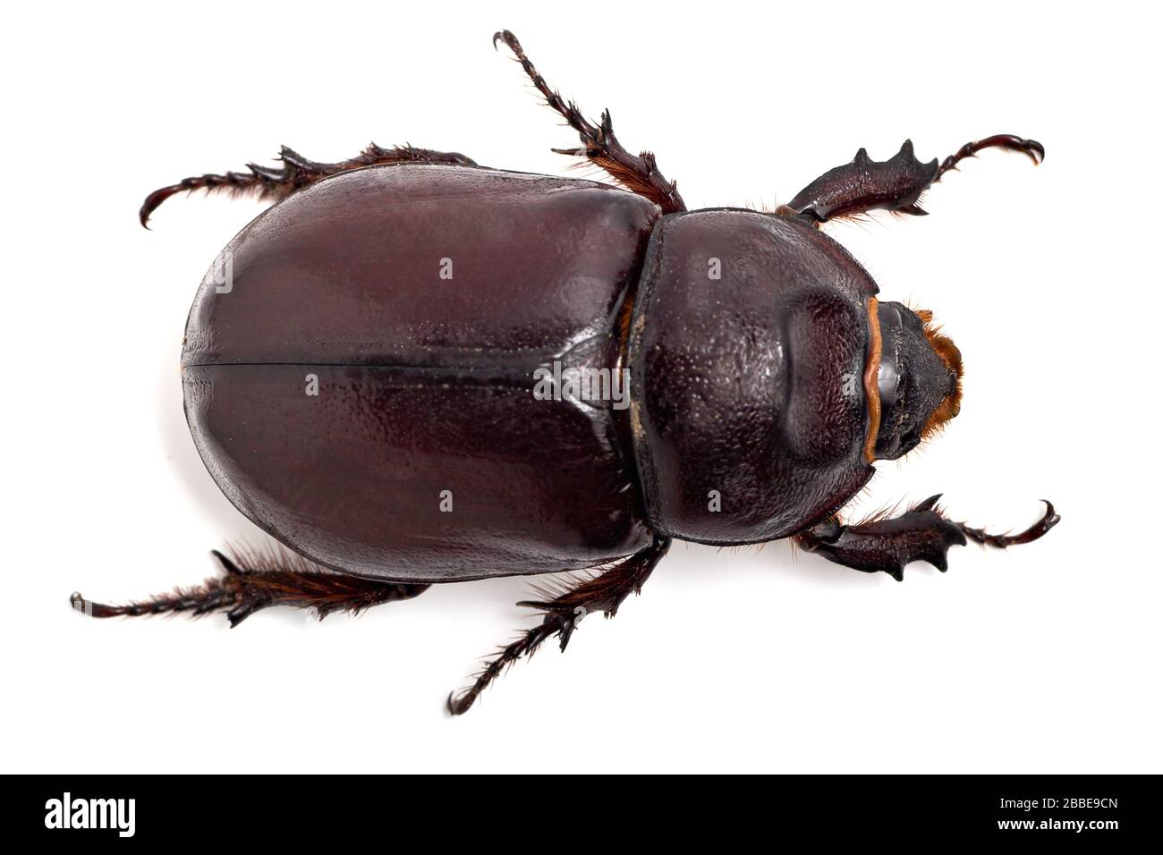 Big beetle on the isolated background Stock Photo - Alamy