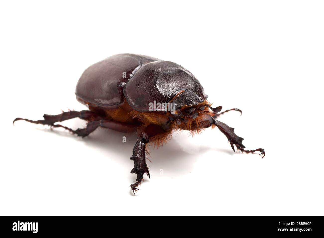 Big beetle on the isolated background Stock Photo - Alamy