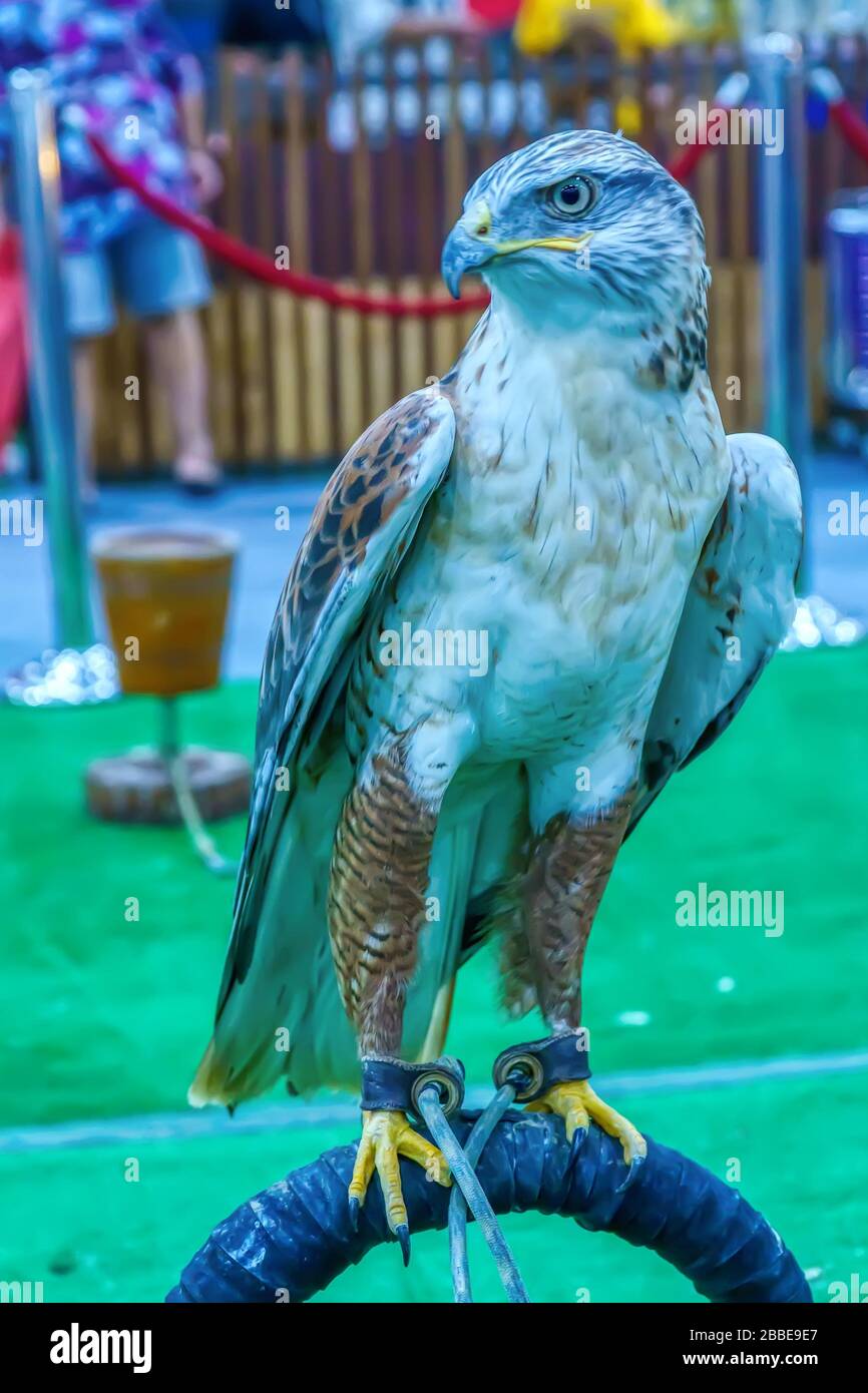 The hawk is a popular pet in Thailand Stock Photo - Alamy
