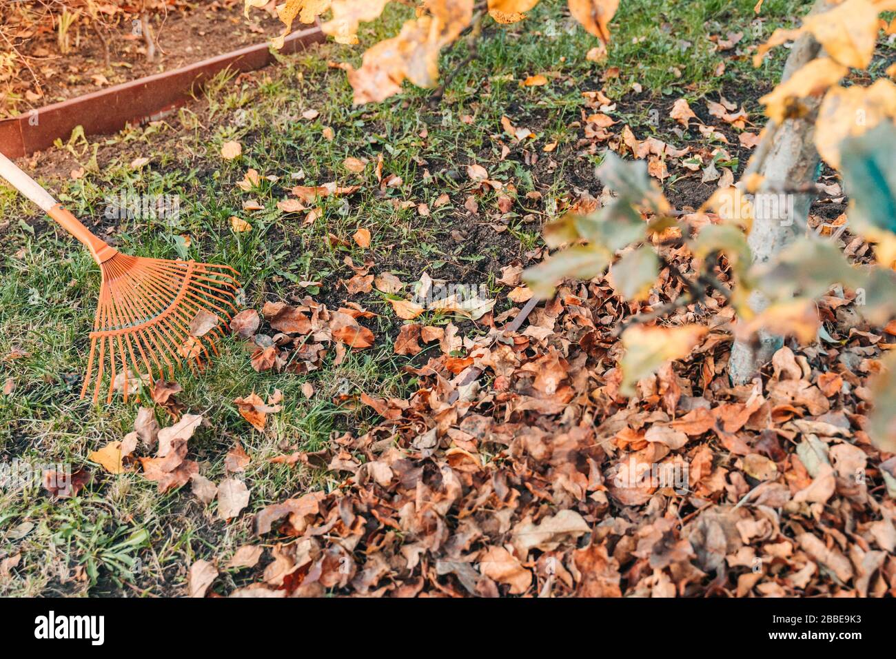 rake and pile of fallen leaves on lawn in autumn park, close up view ...