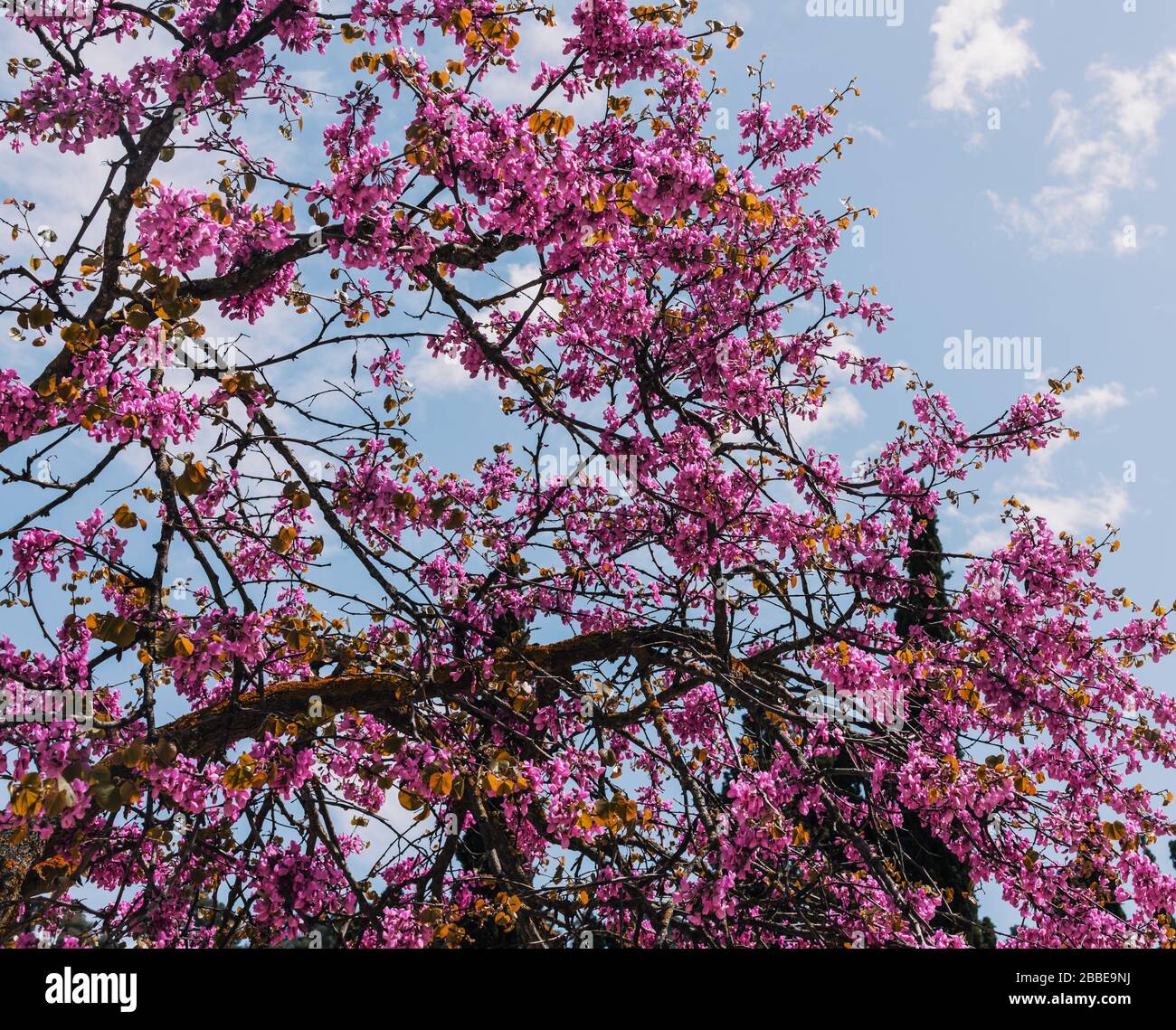 Pinky tree hi-res stock photography and images - Alamy