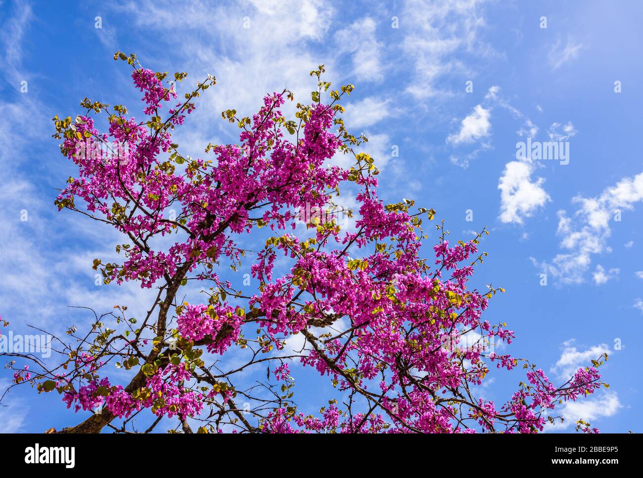 Pinky tree hi-res stock photography and images - Alamy