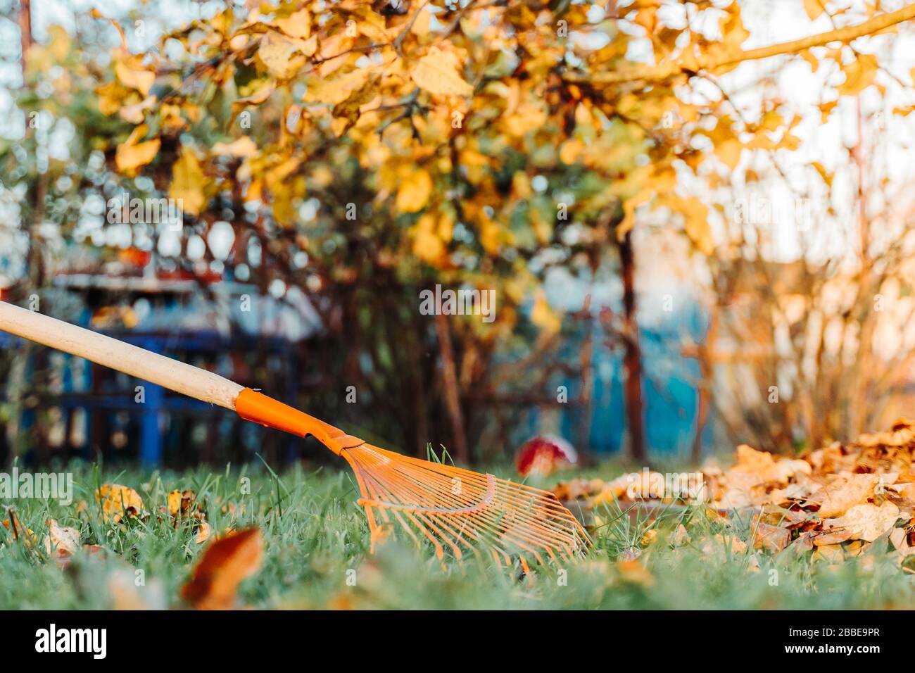 rake and pile of fallen leaves on lawn in autumn park, close up view ...