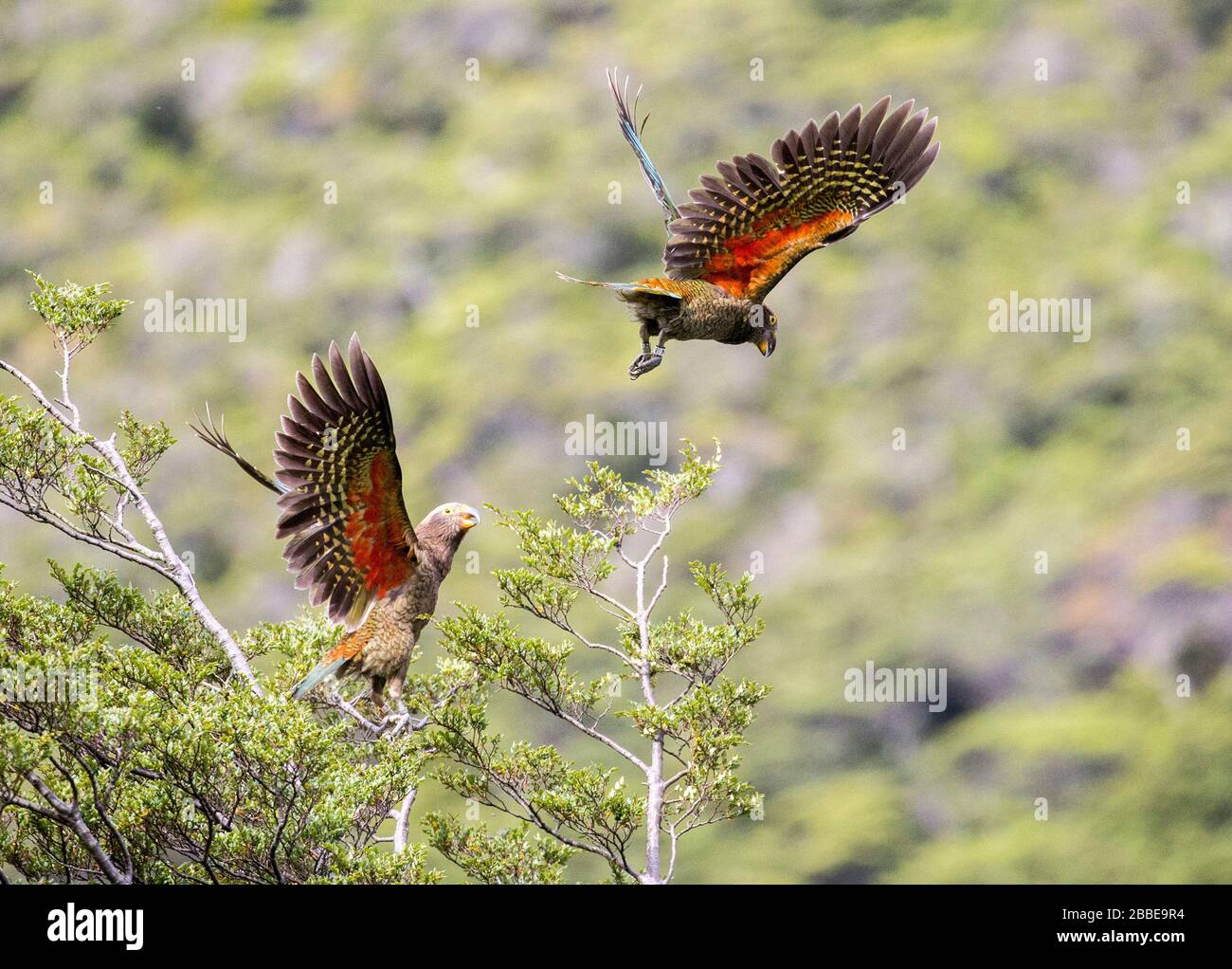 Two keas hi-res stock photography and images - Alamy