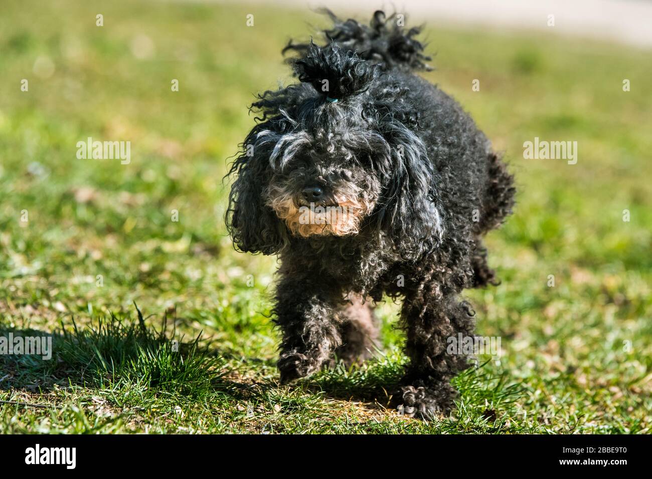 Dog oldness. Old poodle dog pees on nature Stock Photo - Alamy