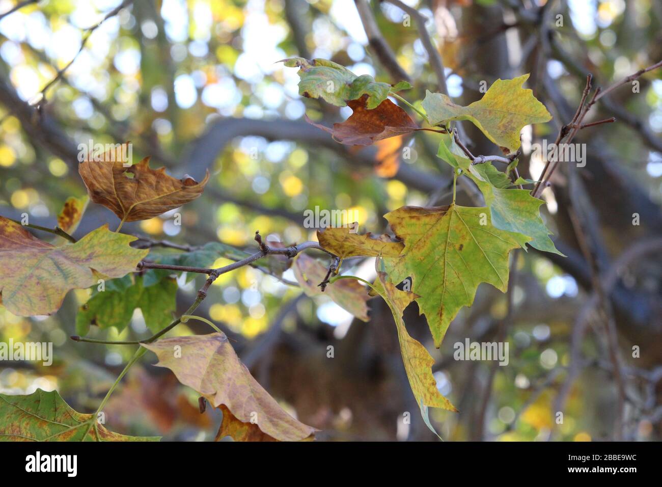 Sycamore tree leaves close up hi-res stock photography and images - Alamy