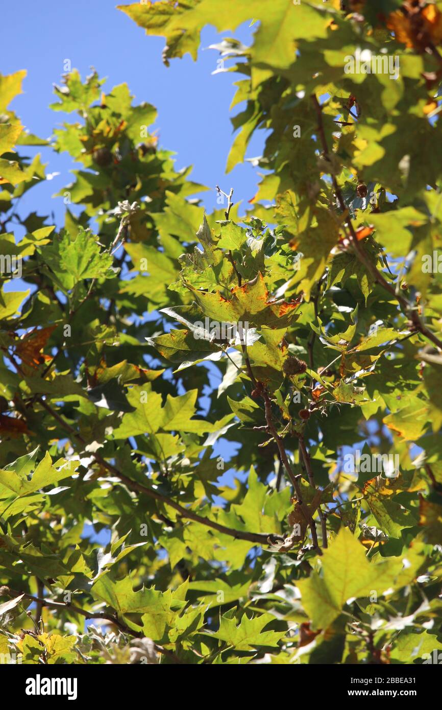 A photograph of a sycamore tree with vibrant colored leaves and summery ...