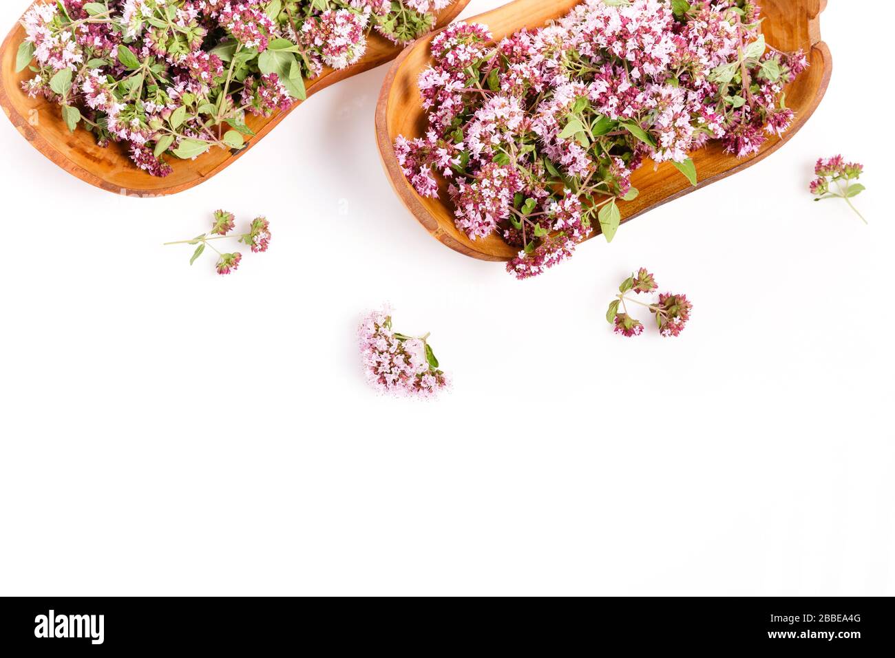 Purple flowers of origanum vulgare or common oregano, wild marjoram ...
