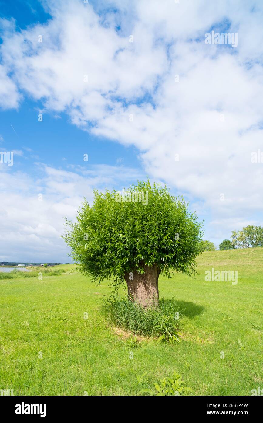 single pollard willow tree in the floodplains of a river Stock Photo ...