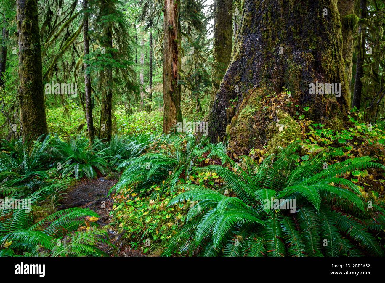 Carmanah Walbran Provincial Park, Vancouver Island, BC, Canada Stock ...