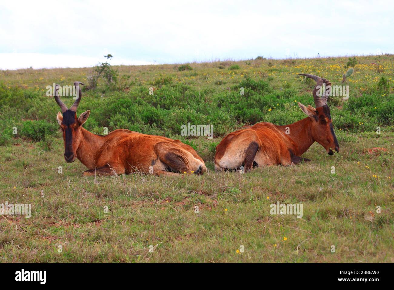 Animals of Africa - Eland Antelope Stock Photo - Alamy