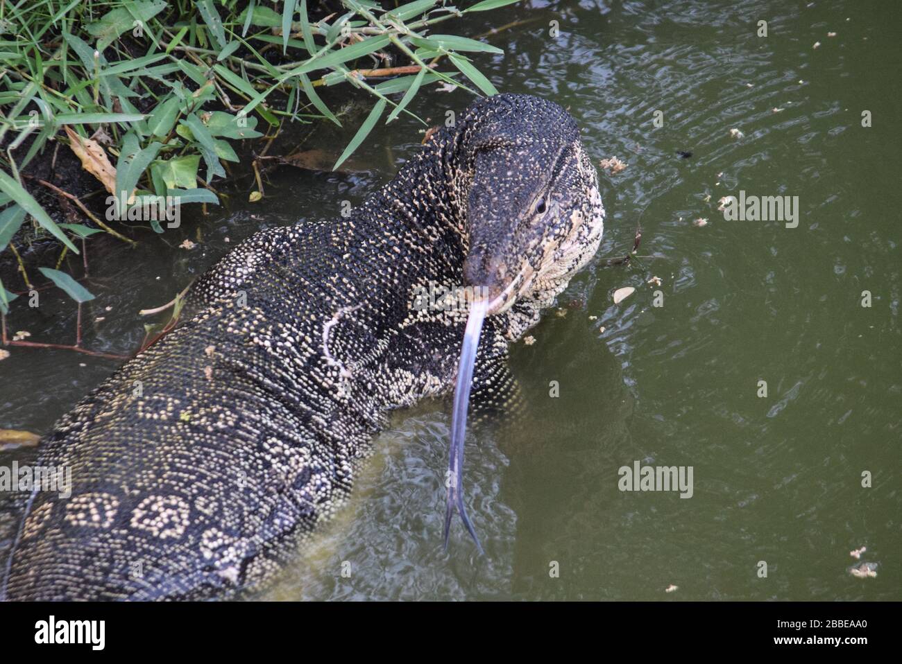 Large Water Monitor, Ayutthaya 110120 Stock Photo - Alamy