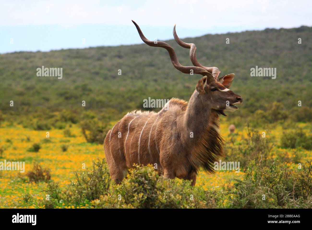 Animals of Africa - Kudu Antelope Stock Photo - Alamy
