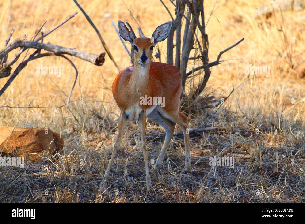 Animals of Africa - Impala Antelope Stock Photo - Alamy