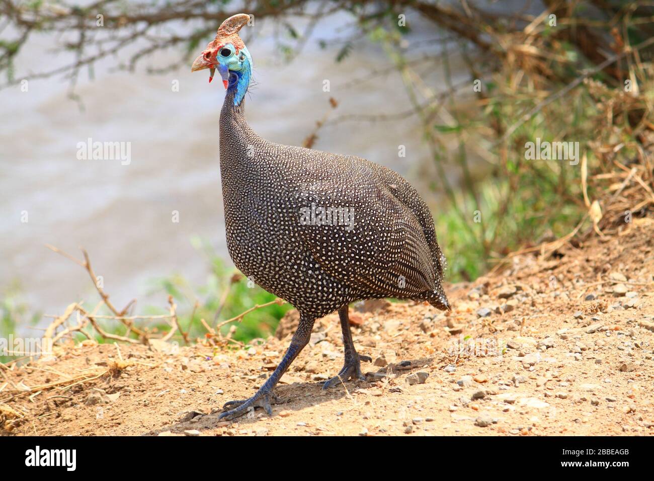 Animals of Africa - guinea fowl Stock Photo - Alamy