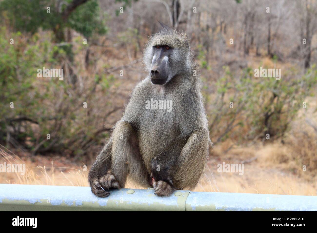 Animals of Africa - Baboon Stock Photo - Alamy