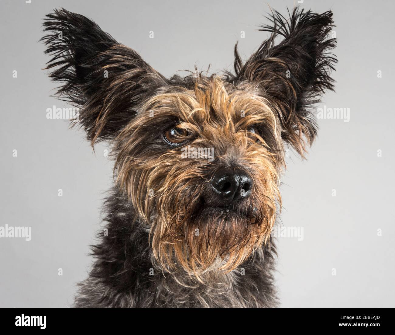 A cairn terrier hi-res stock photography and images - Alamy