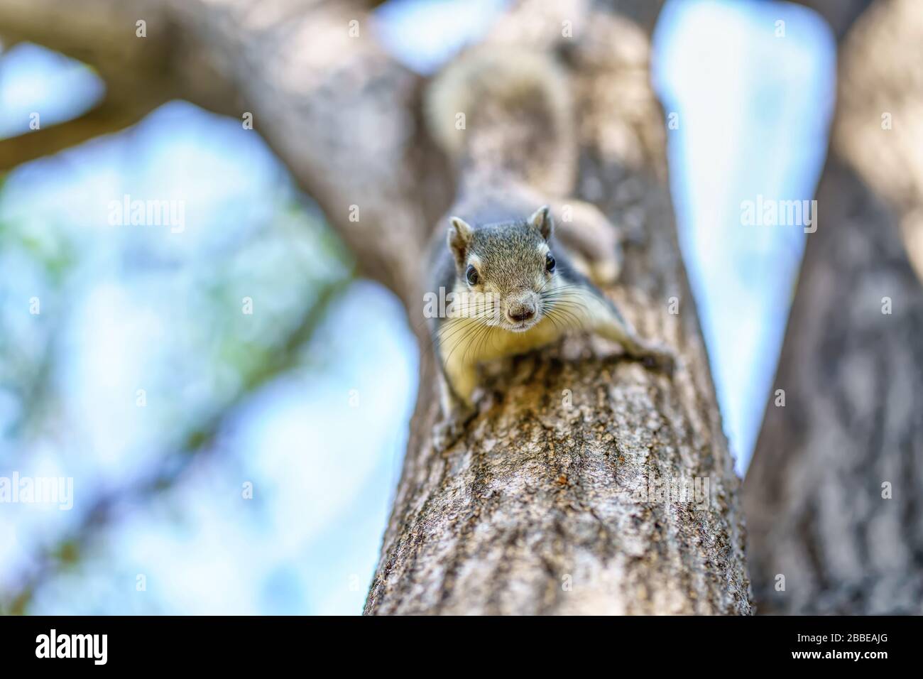 The little squirrel is perched on the tree in the big forest Stock ...
