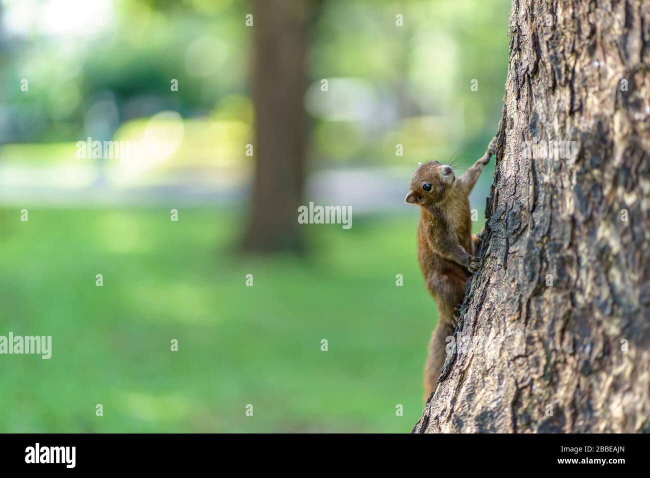 The little squirrel is perched on the tree in the big forest Stock ...