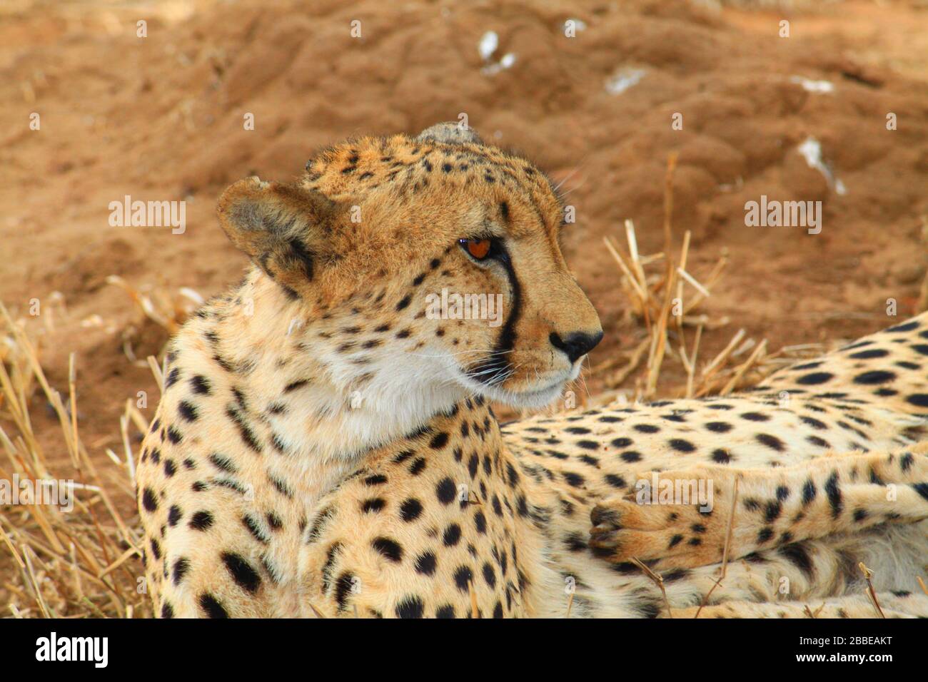 Animals of Africa - Cheetah Stock Photo - Alamy