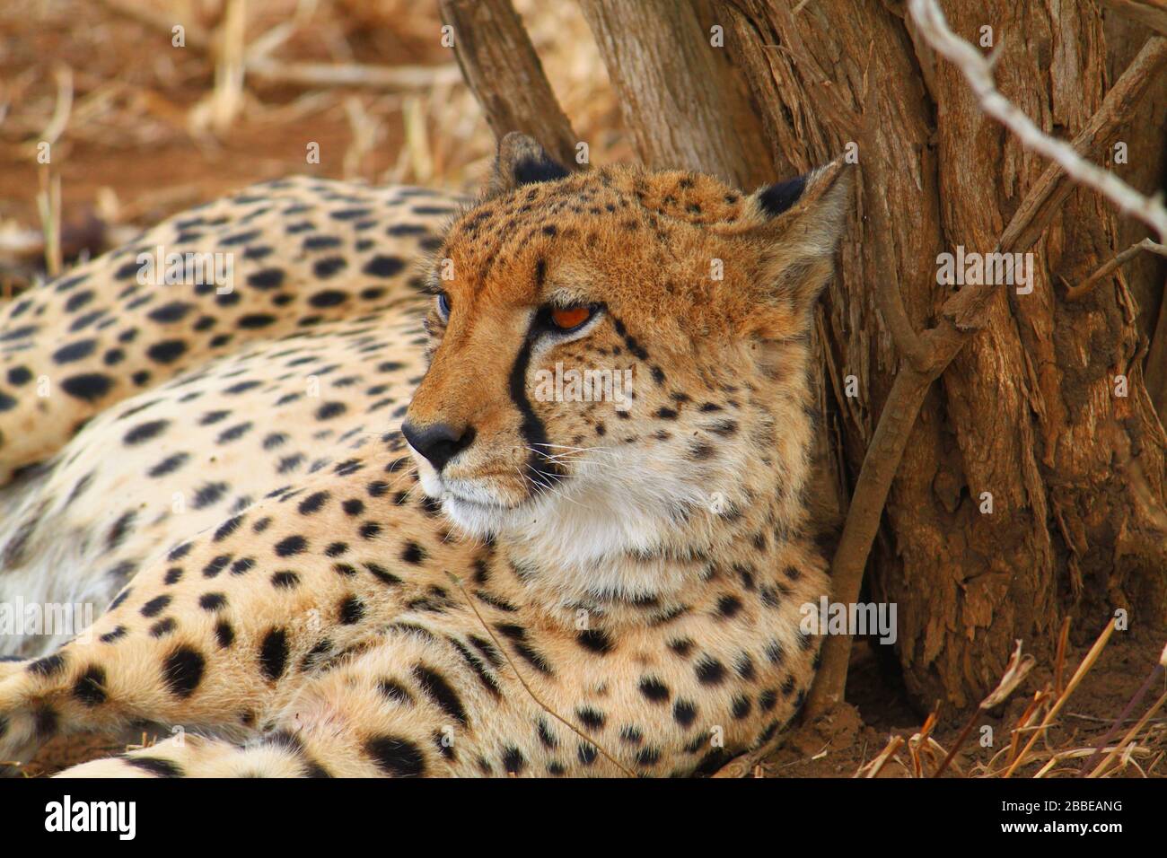 Animals of Africa - Cheetah Stock Photo - Alamy