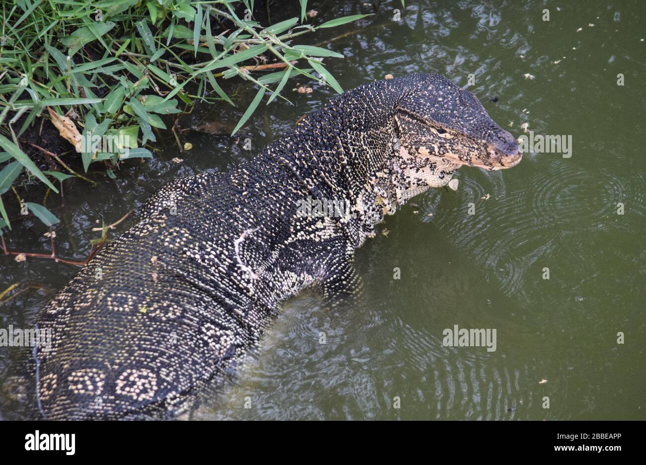 Large Water Monitor, Ayutthaya 110120 Stock Photo - Alamy