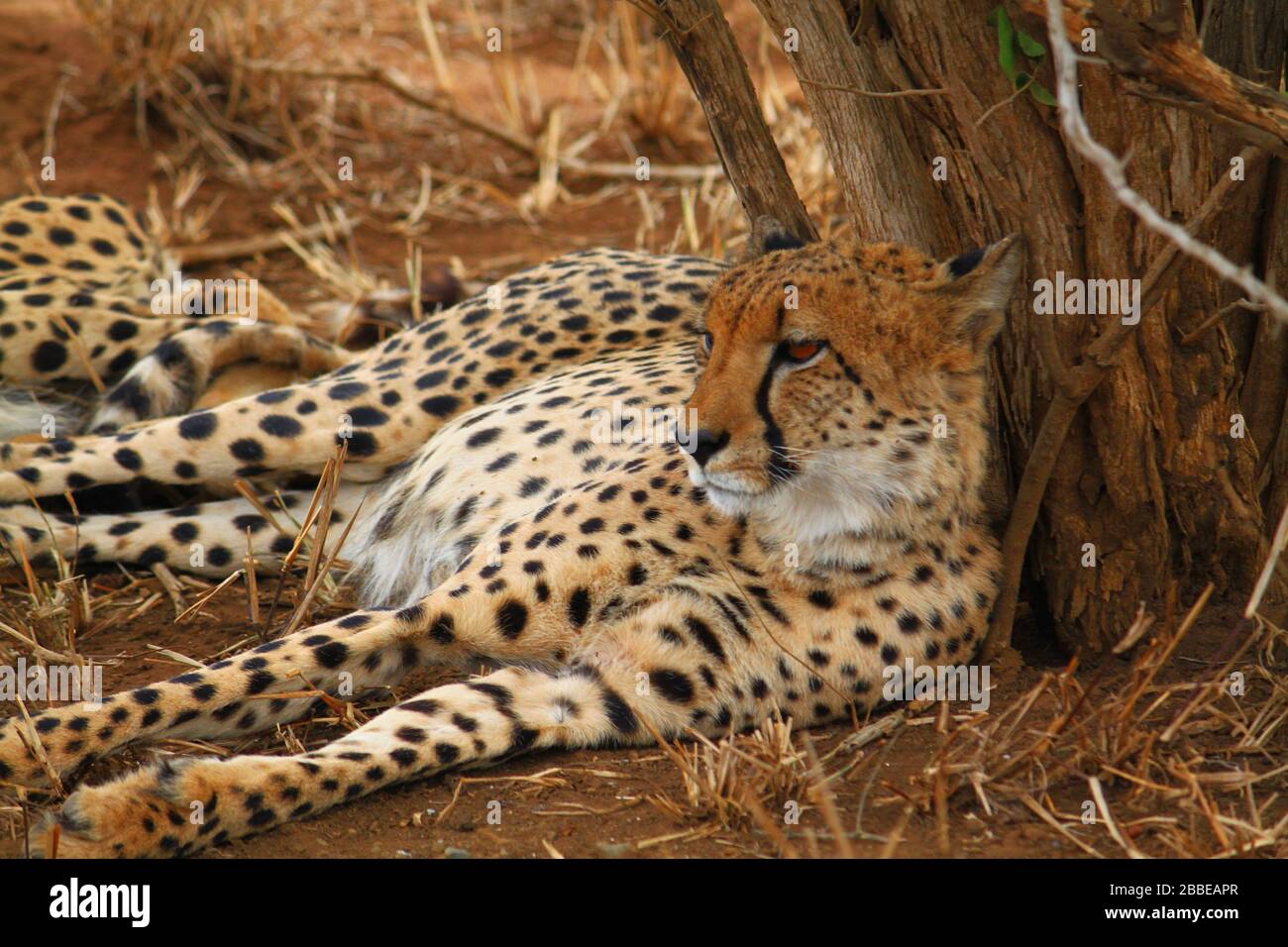 Animals of Africa - Cheetah Stock Photo - Alamy