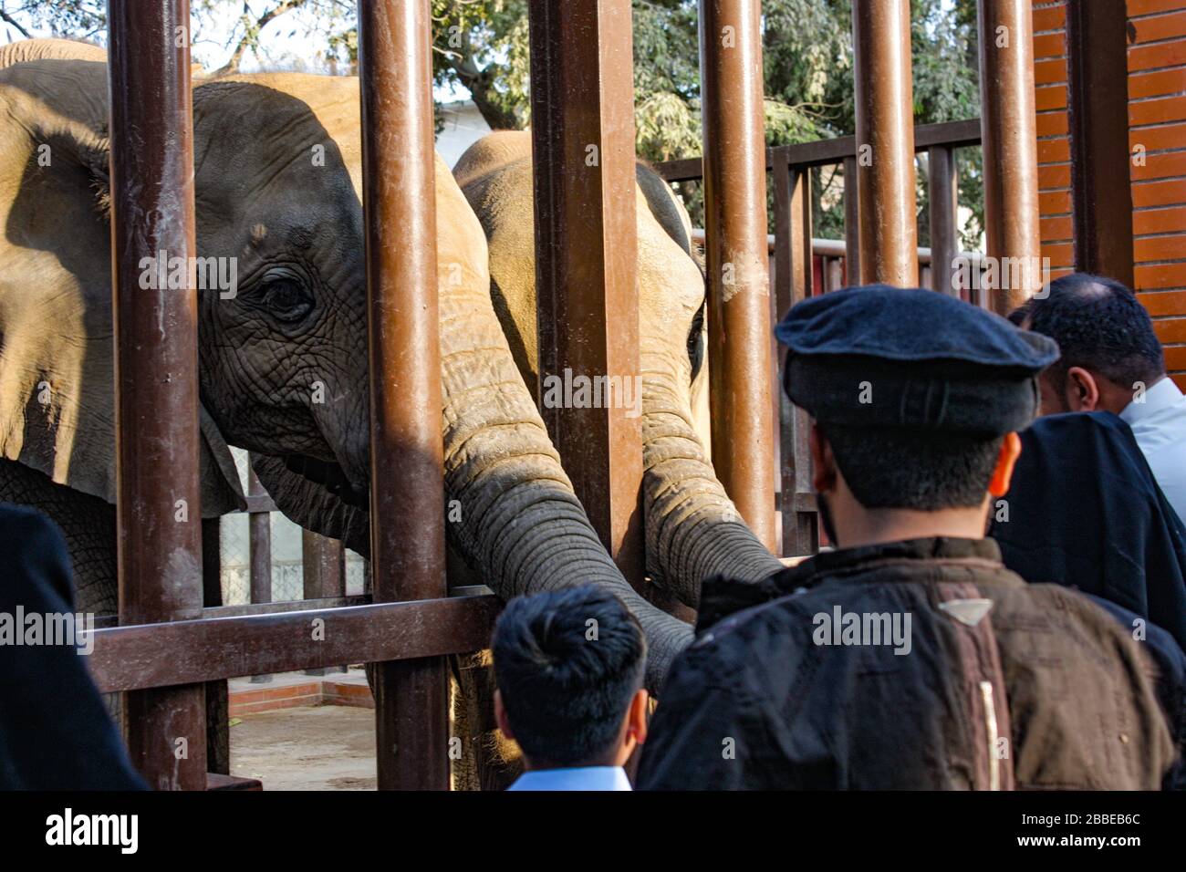 Zoo Elephants While Feeding Stock Photo - Alamy
