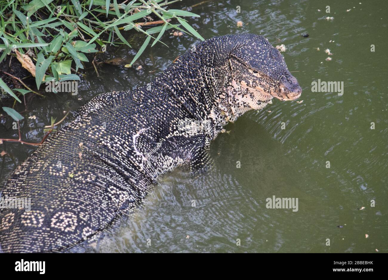 Large Water Monitor, Ayutthaya 110120 Stock Photo - Alamy