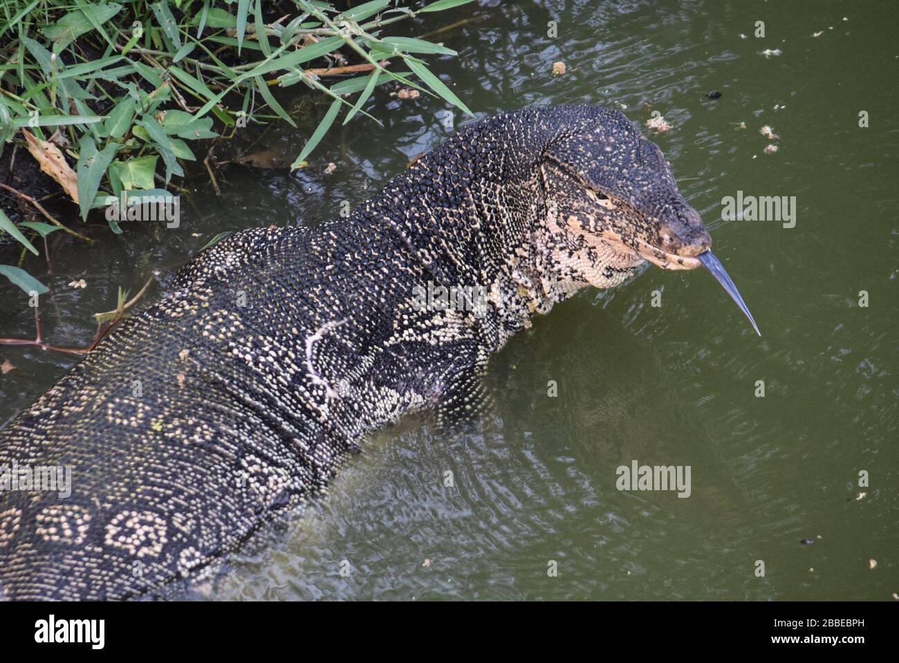 Large scaled water monitor hi-res stock photography and images - Alamy