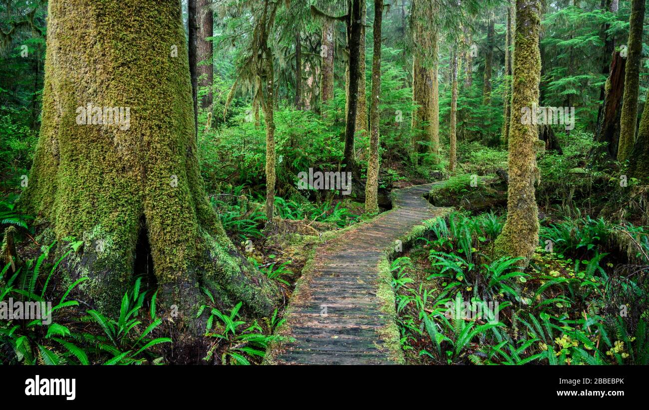 Walkway through Carmanah Walbran Provincial Park, Vancouver Island, BC ...