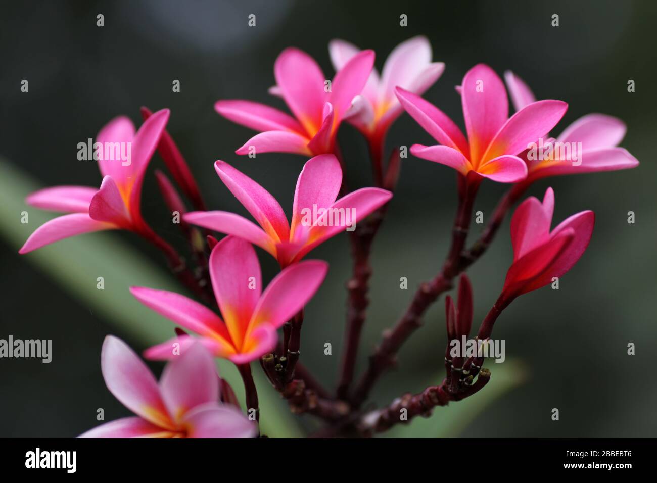 Red plumeria plumeria rubra hi-res stock photography and images - Alamy