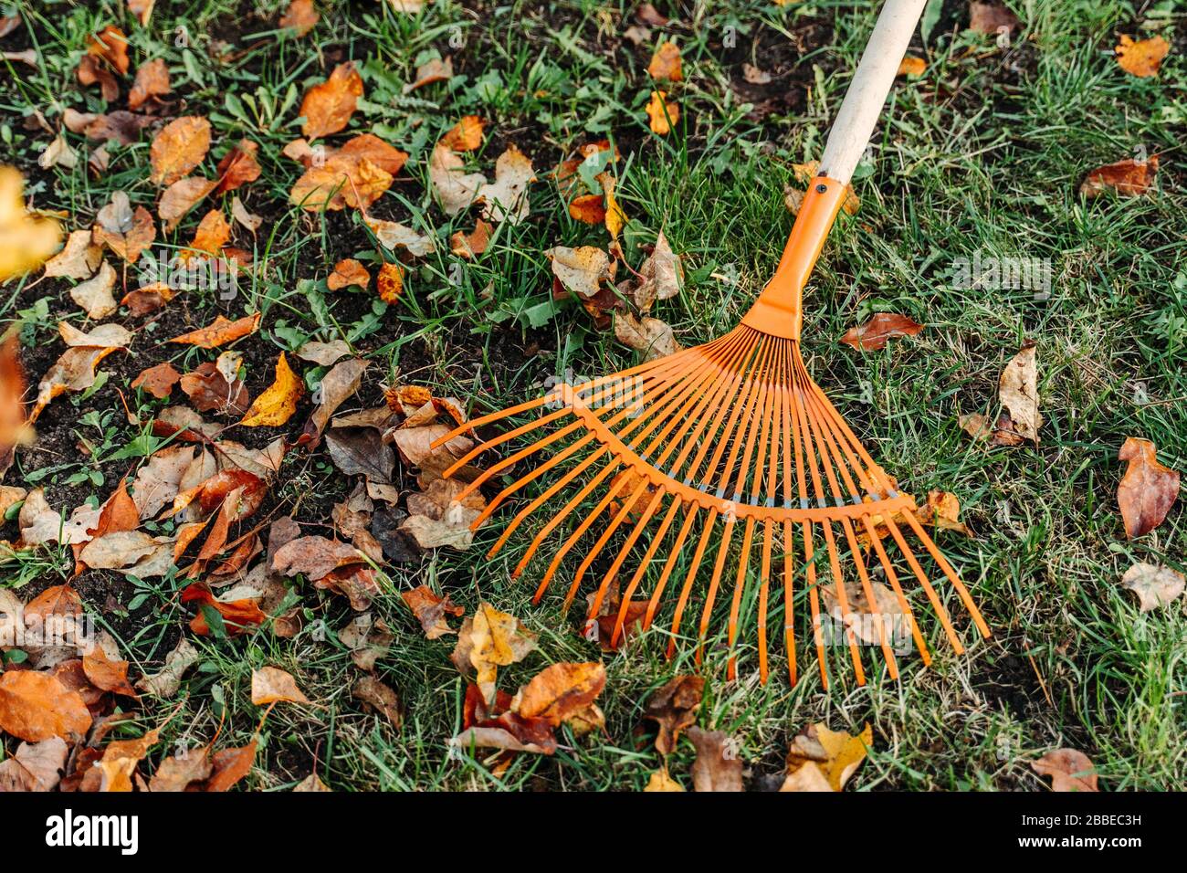 rake and pile of fallen leaves on lawn in autumn park, close up view ...