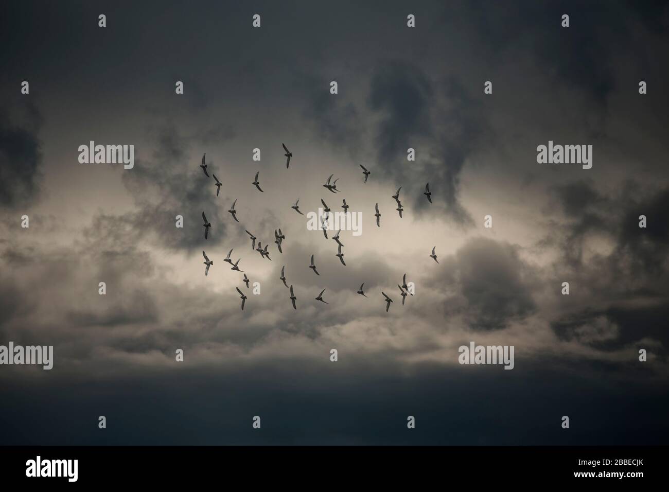 Racing pigeons in flight against a cloudy sky. Afternoon training Stock ...