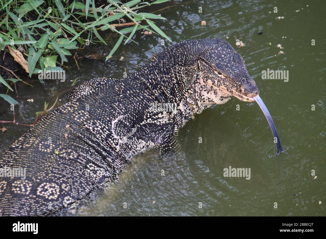 Large scaled water monitor hi-res stock photography and images - Alamy