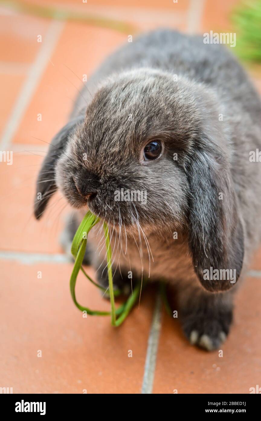 Portrait of an adorable gray baby bunny or rabbit on domestic ...