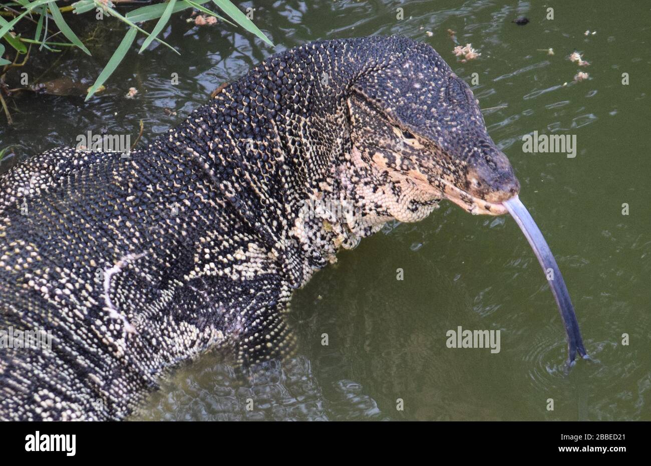 Large Water Monitor, Ayutthaya 110120 Stock Photo - Alamy
