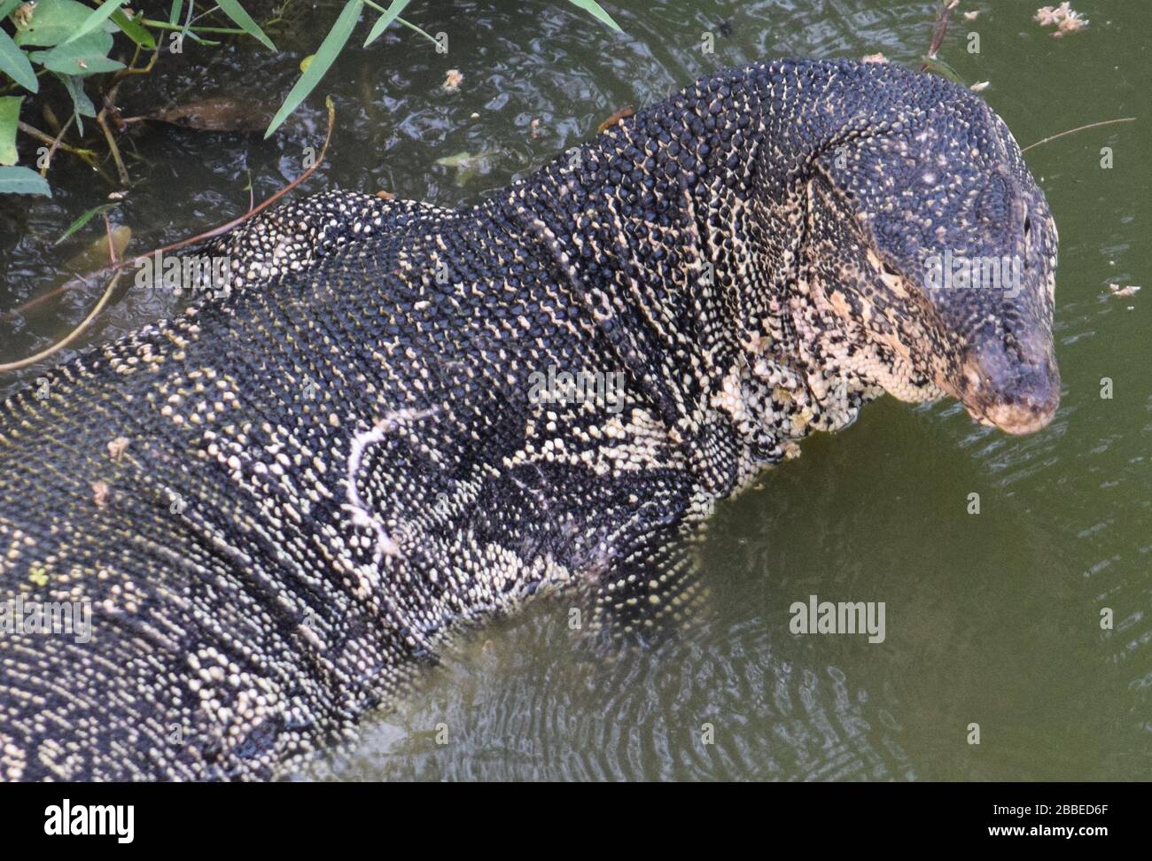 Large scaled water monitor hi-res stock photography and images - Alamy