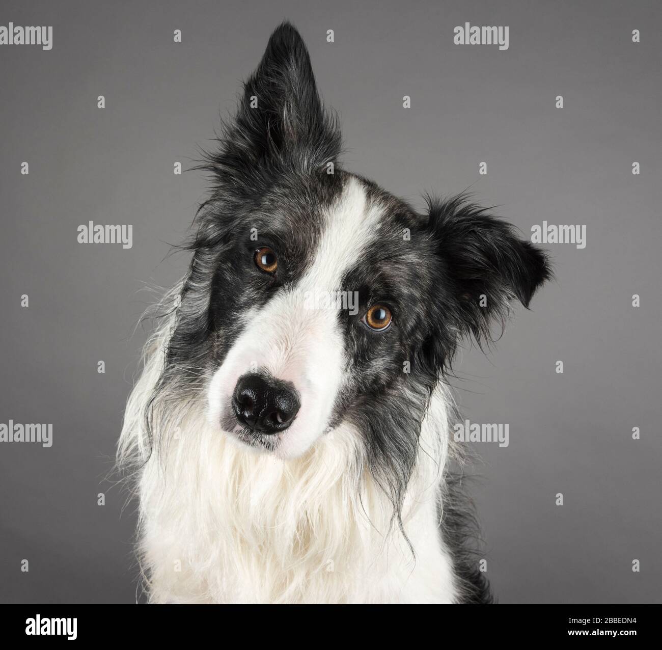 Female border collie hi-res stock photography and images - Alamy