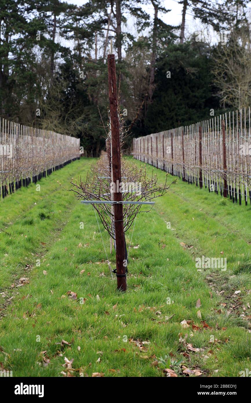 Orchard outside Newnham, Sittingbourne, Kent, England, United Kingdom ...