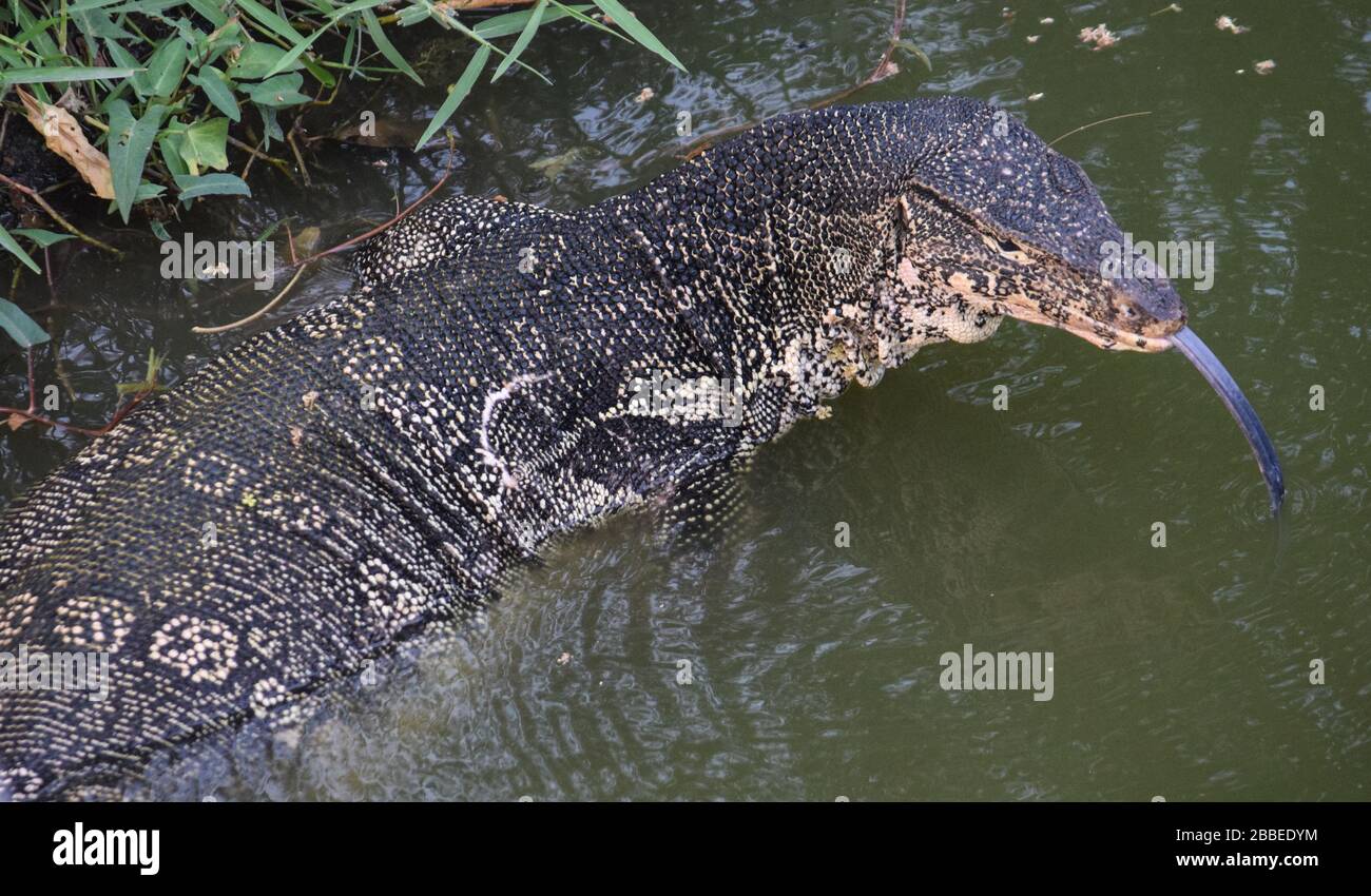 Large Water Monitor, Ayutthaya 110120 Stock Photo - Alamy